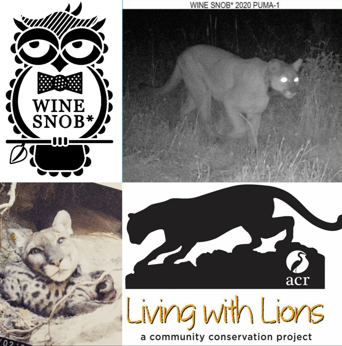 Wine Snob* Fall 2023 Release Party!